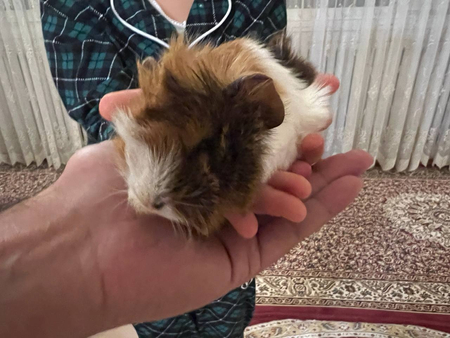 Морская свинка. Родился 4го октября этого года