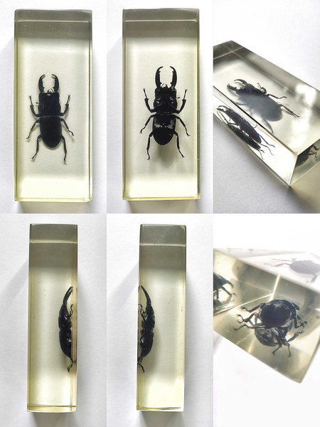 Жук-Олень. Dorcus Titanus. Коллекционное Натуральное Насекомое