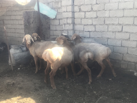 qaasob xizmati qoy va qochqorlar