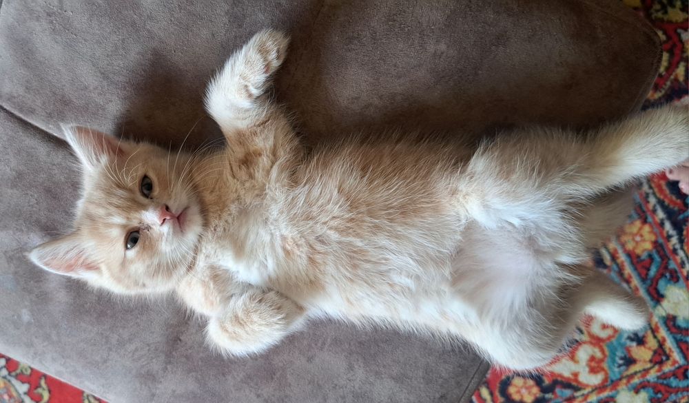 Шотландская прямоухая кошка