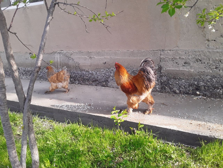 Brama va qora shahzoda tuxumlari sotiladi