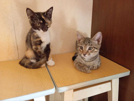 Котята в добрые руки. Смотрите фото