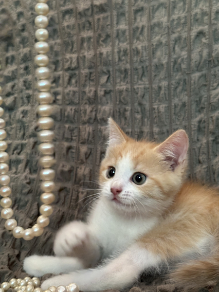 Ласковый и игривый котенок !