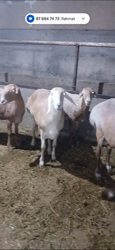 Arashan argon qoyla bor sifatli soglom Kota qoyla bolali bogozlariyam
