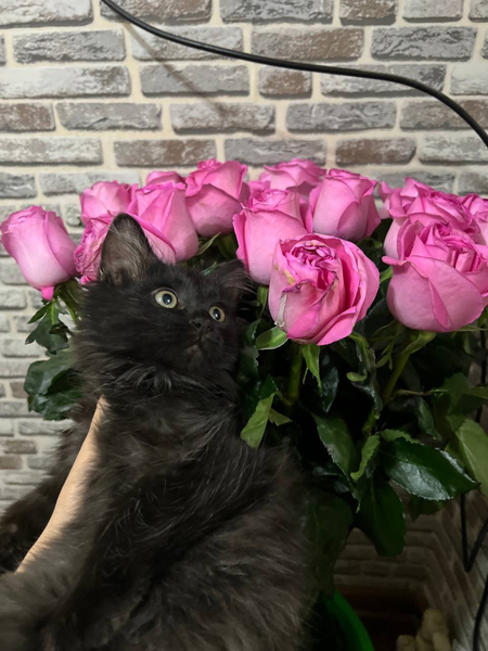 Котенок черно-серый, мальчик