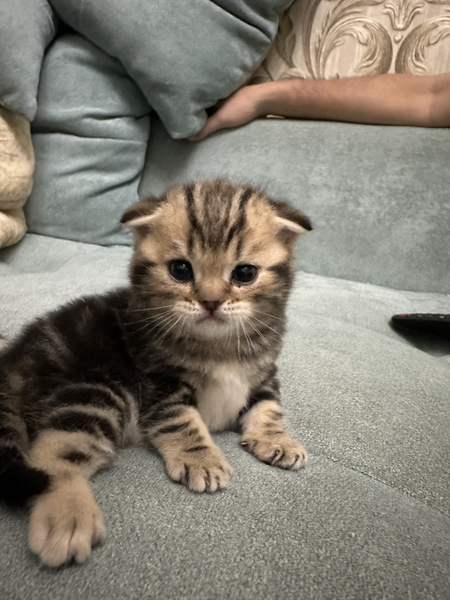 Котята шотландские Скоттиш страйт и фолд