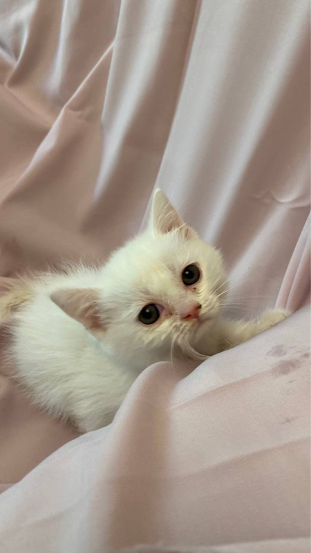 Скоттиш фолд котята