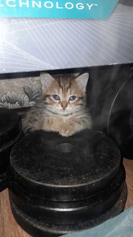 Срочно продам котёнка шиншилла