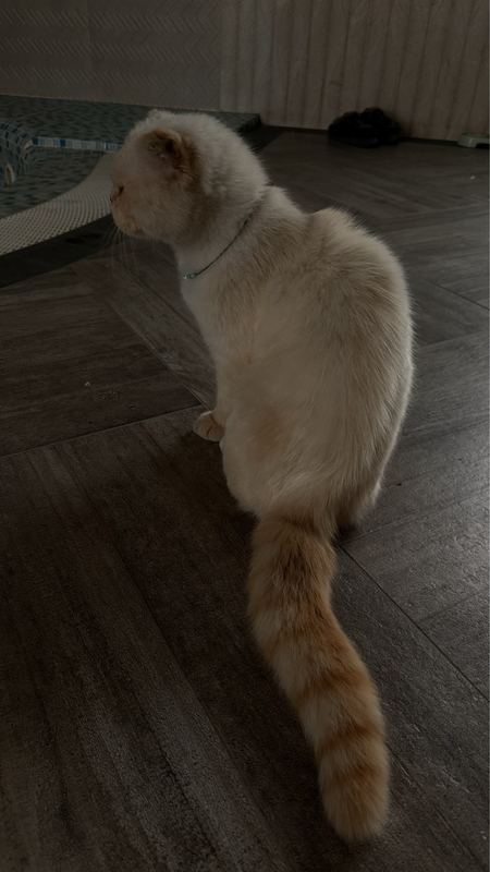 Шотландская кошка.