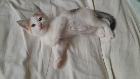Котенок очень красивый