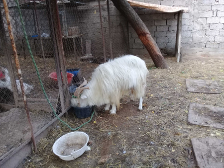 Продам козла осеминатора