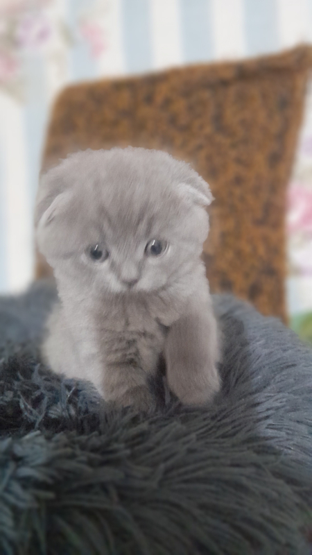 Шотландские скотиш фолд и скотиш страйд