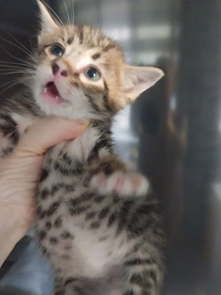 Котёнок в добрые руки