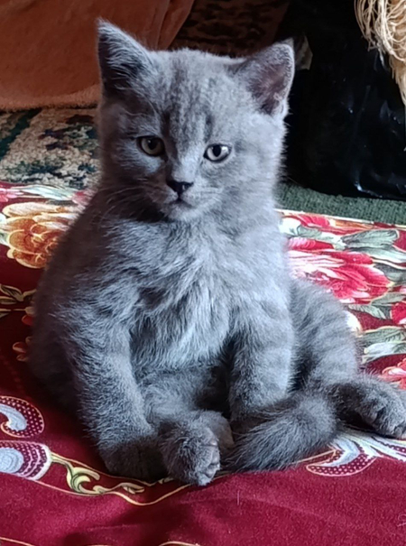 Чистокровный  Британский кот