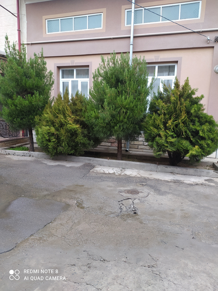 Barcha turdagi archalarni kesish va dorilash hizmati bor shamshod