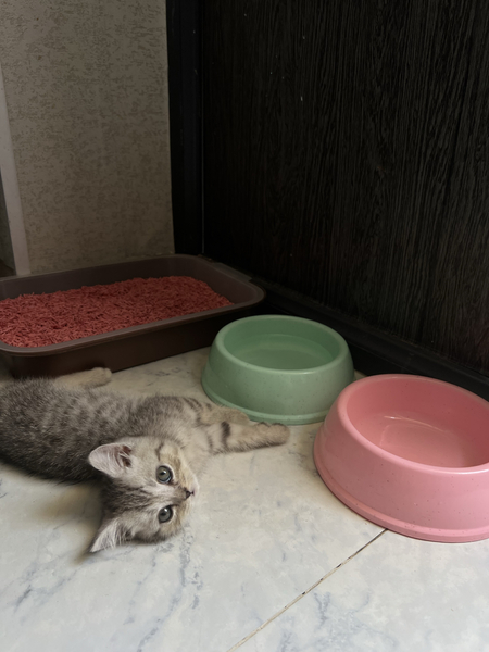 Продается котик,чистокровная серебристая шиншила