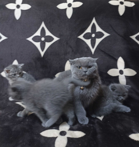 Продаются породистые котята
