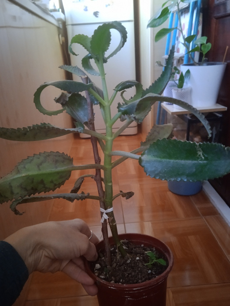продаются комнатные растения
