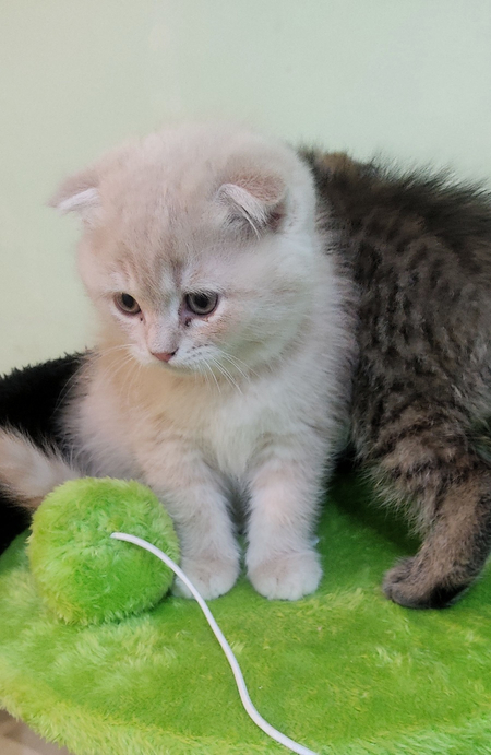 Шотландские котята скотиш фолд и страйт