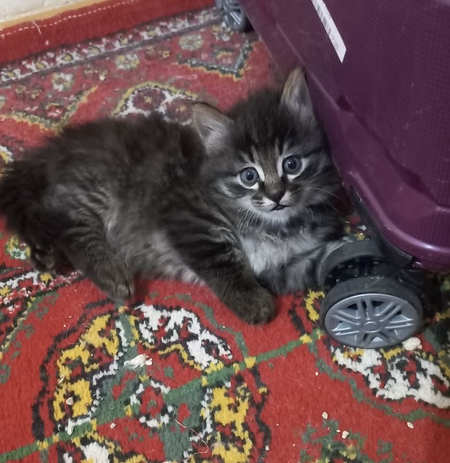 Mushuk bolalari 1,5 oylik pushistiy