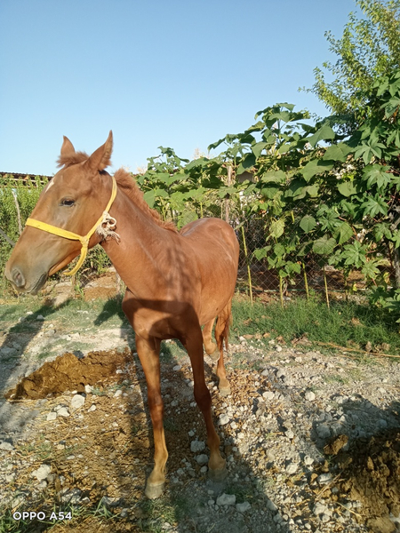 Toy sotladi 1 yosh