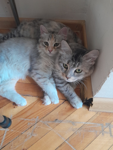 Котята 4 месяца мальчик, девочки . Очень игривые, чистые, проглистован