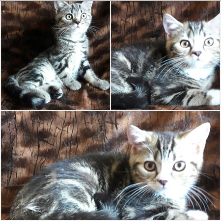 мальчик скоттиш страйт