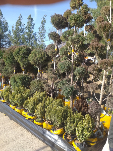 Archa gular lanshafd dizayen harxil dekarativni daraxlar