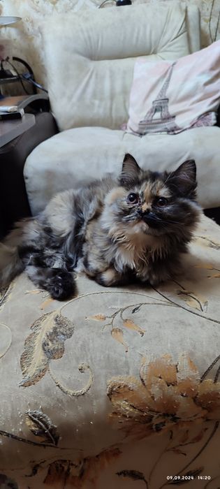Продаются котята персидской породы