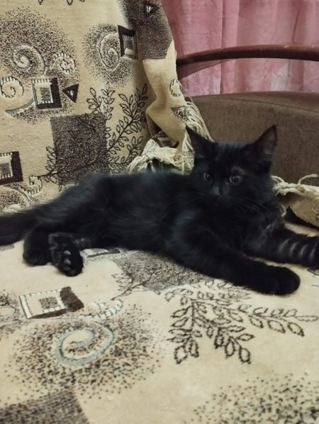Продается котята породы британский хайленд.