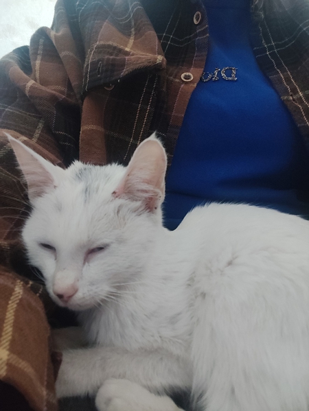 Котёнок 4 месяца