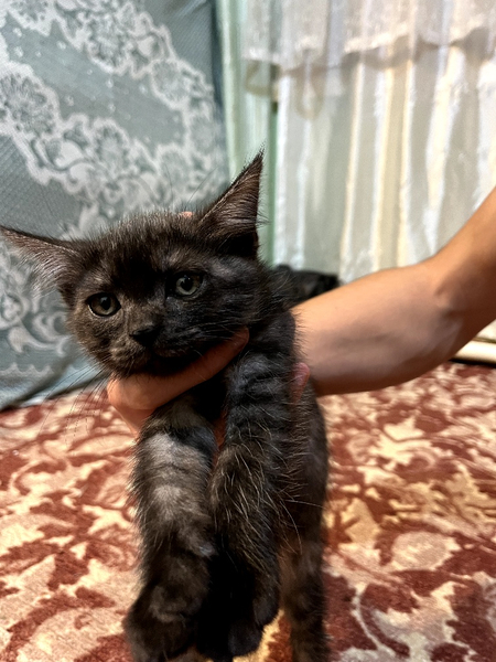 Котёнок породистый