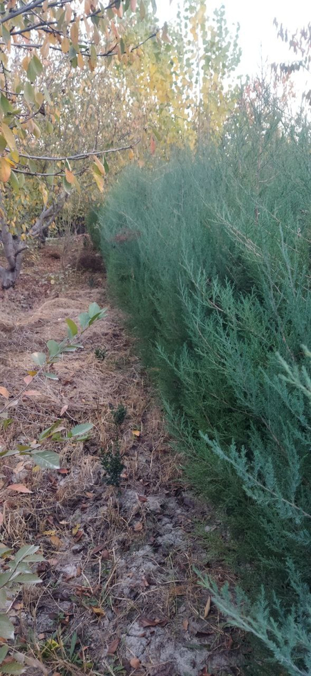 Manzarali daraxt koʻchatlari bor