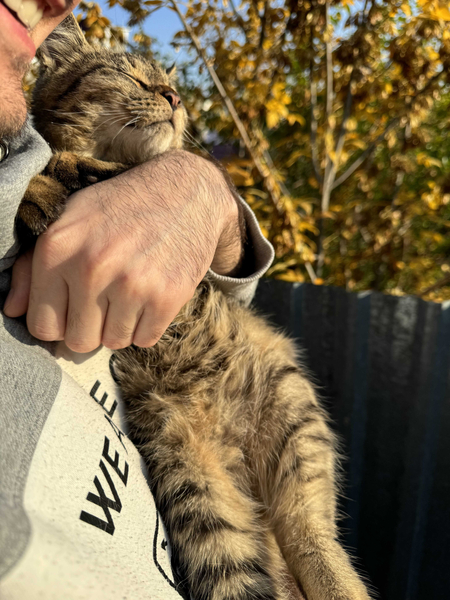 Котенок. Европейская короткошерстная