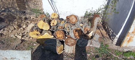 Дрова, utin, g\\\'ola sotiladi, mevali daraxtlarniki