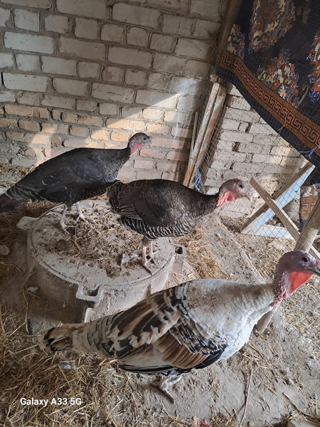 Индиюк 3 такси бор