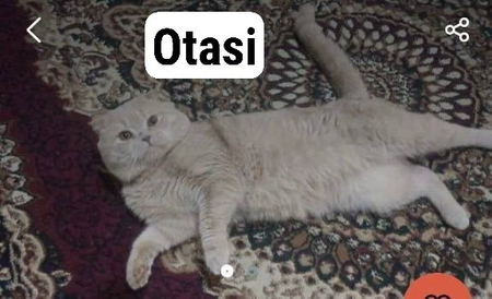 Zoti: Scottish fold