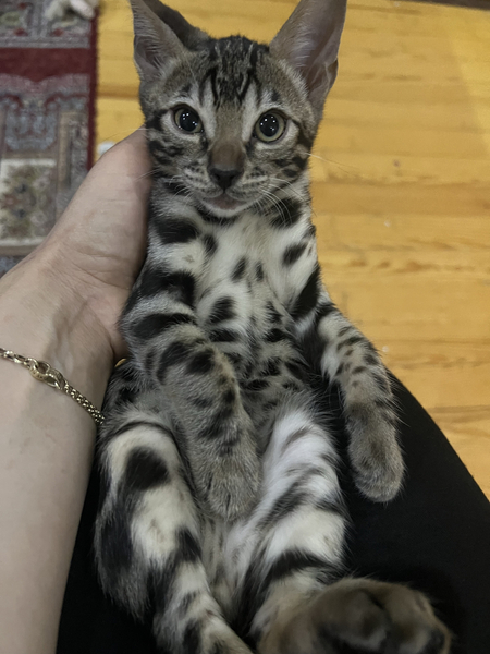 Бенгалские котята