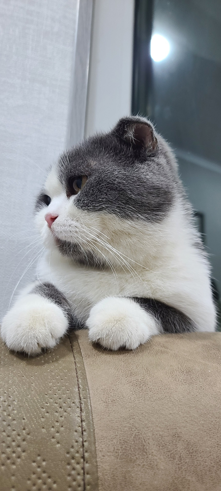 Вяска. Скотиш фолд. (Сотилмийди )