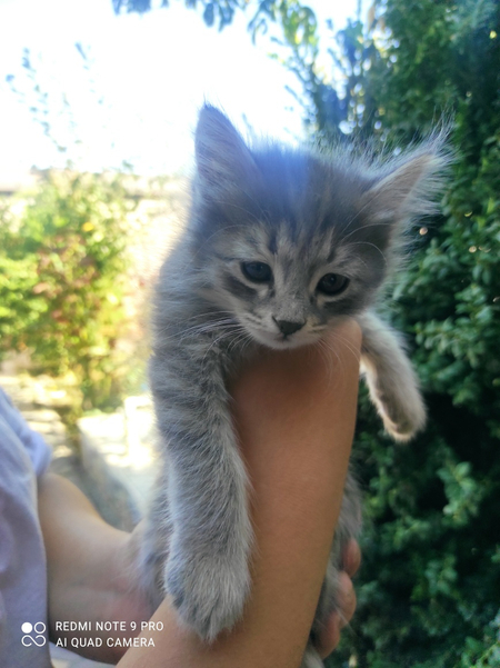 Котята домашние им уже 2 месяцев