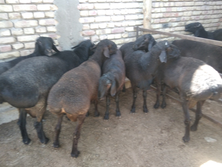 Quchqorlar sotiladi
