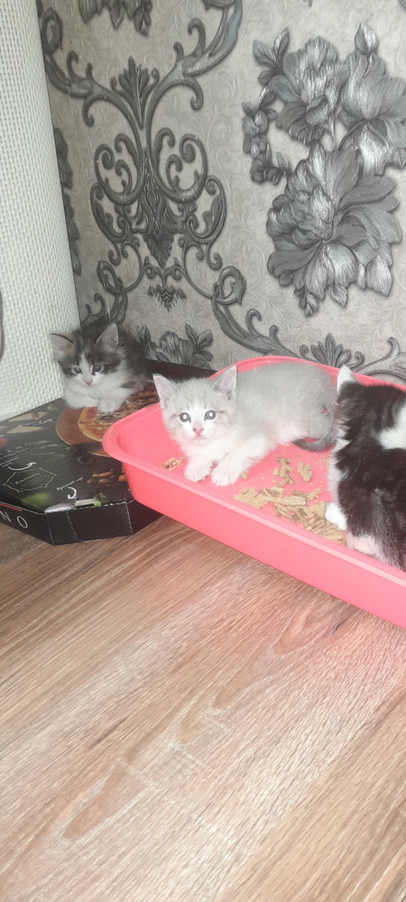 Срочно продаются котята разные