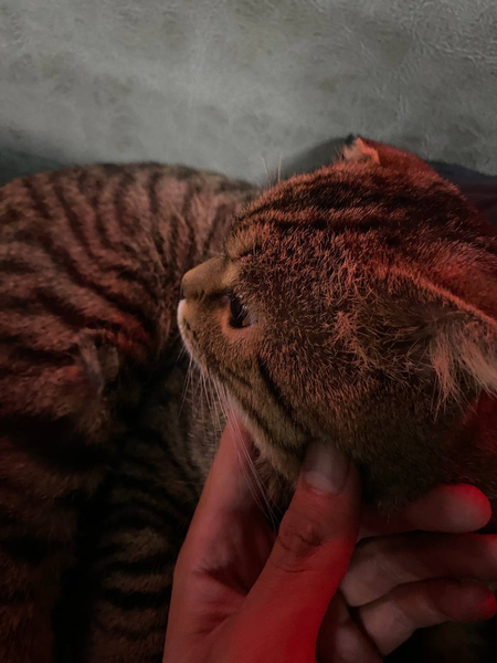 Кошка продам за 75$