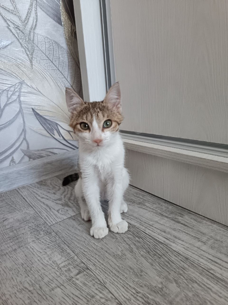 Пристраивается котята