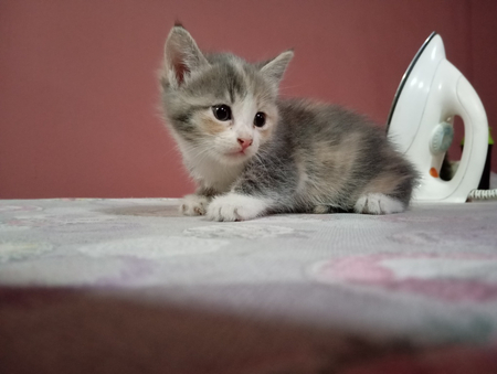 Котята отдам даром. Остался один