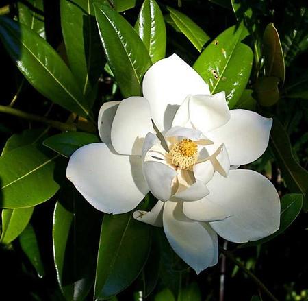 Магнолия крупноцветковая  - Magnolia grandiflora 'Alta Fusto'
