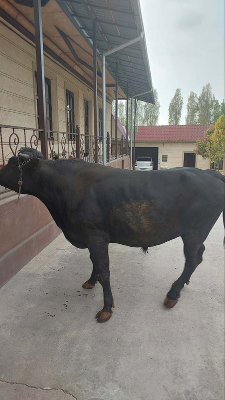 Курвонлика тоёр бука сотилади