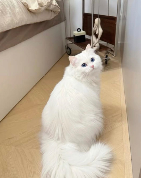 Продается котёнок