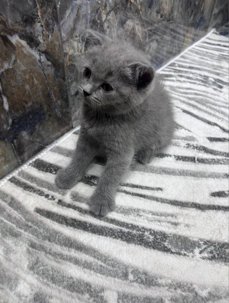 Котёнок скоттиш фолд