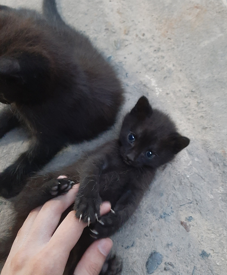 КОТЯТА Бесплатно